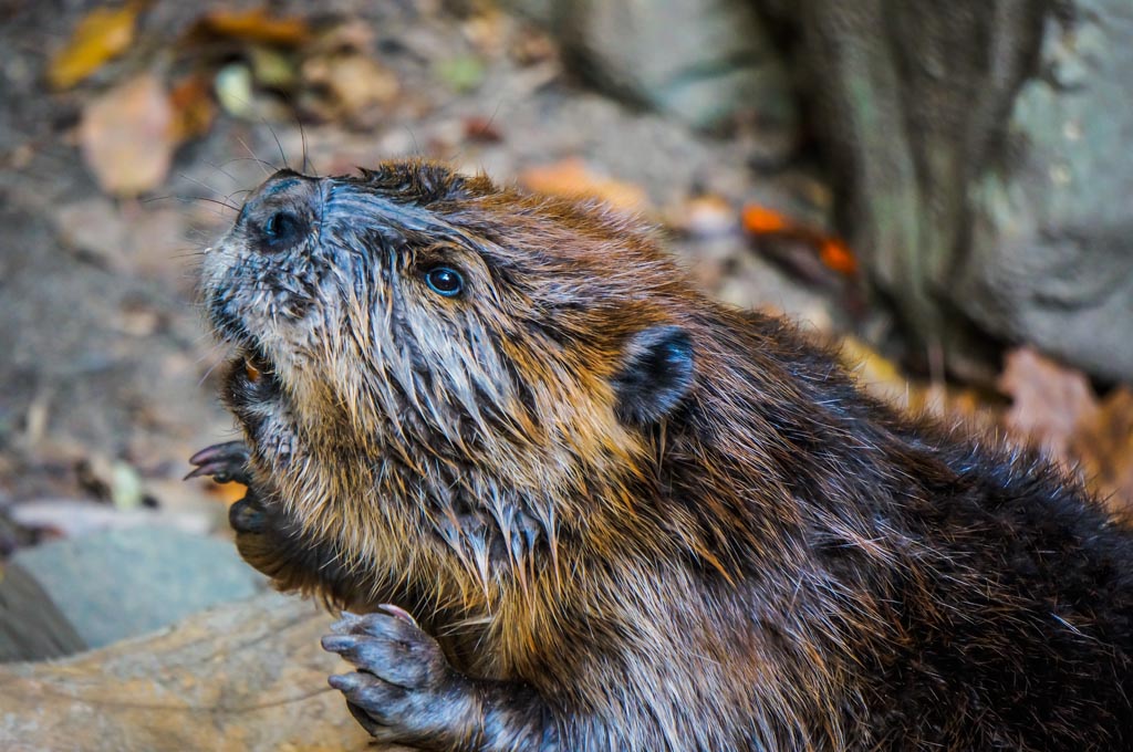 20 Wildlife Photos | Best Wildlife Photos North America