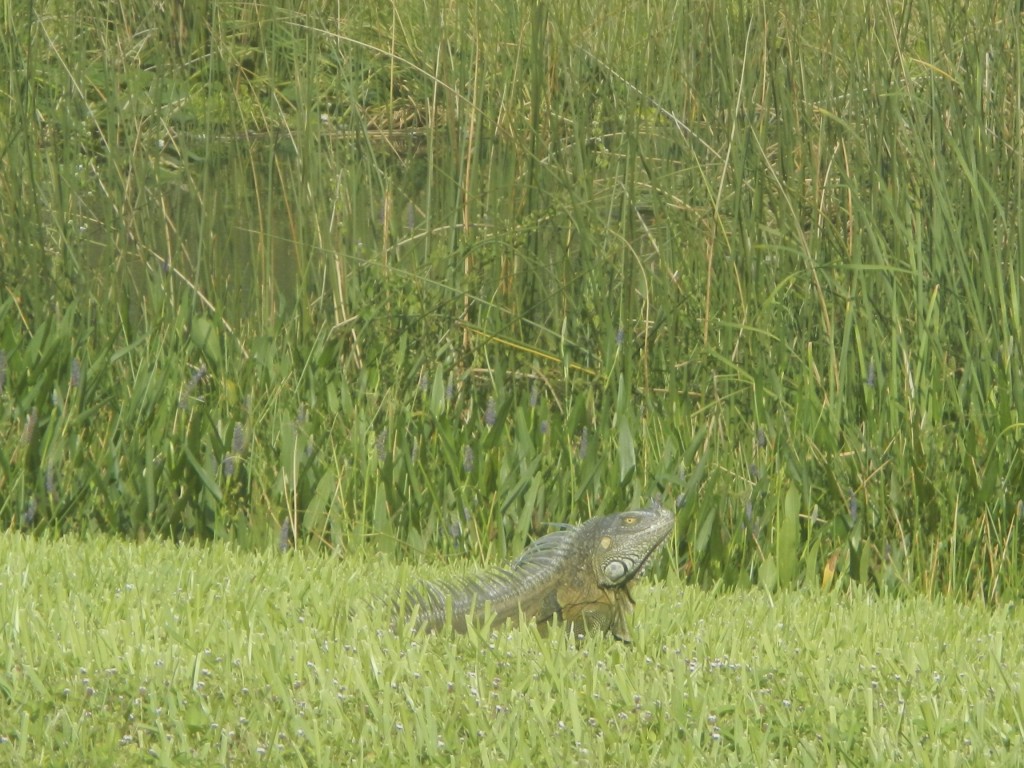Giant Iguana | Gallery | Photo | Florida Green Iguana