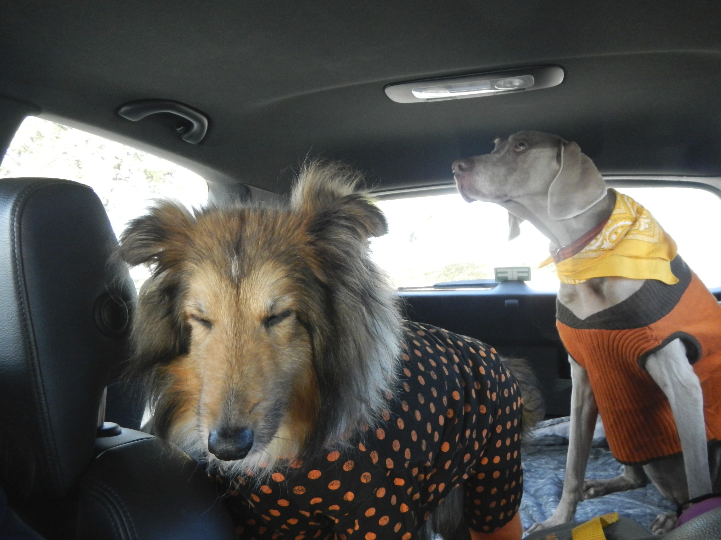 Scarecrow Festival | Dogs | Photos | Costumes | St. Charles Illinois