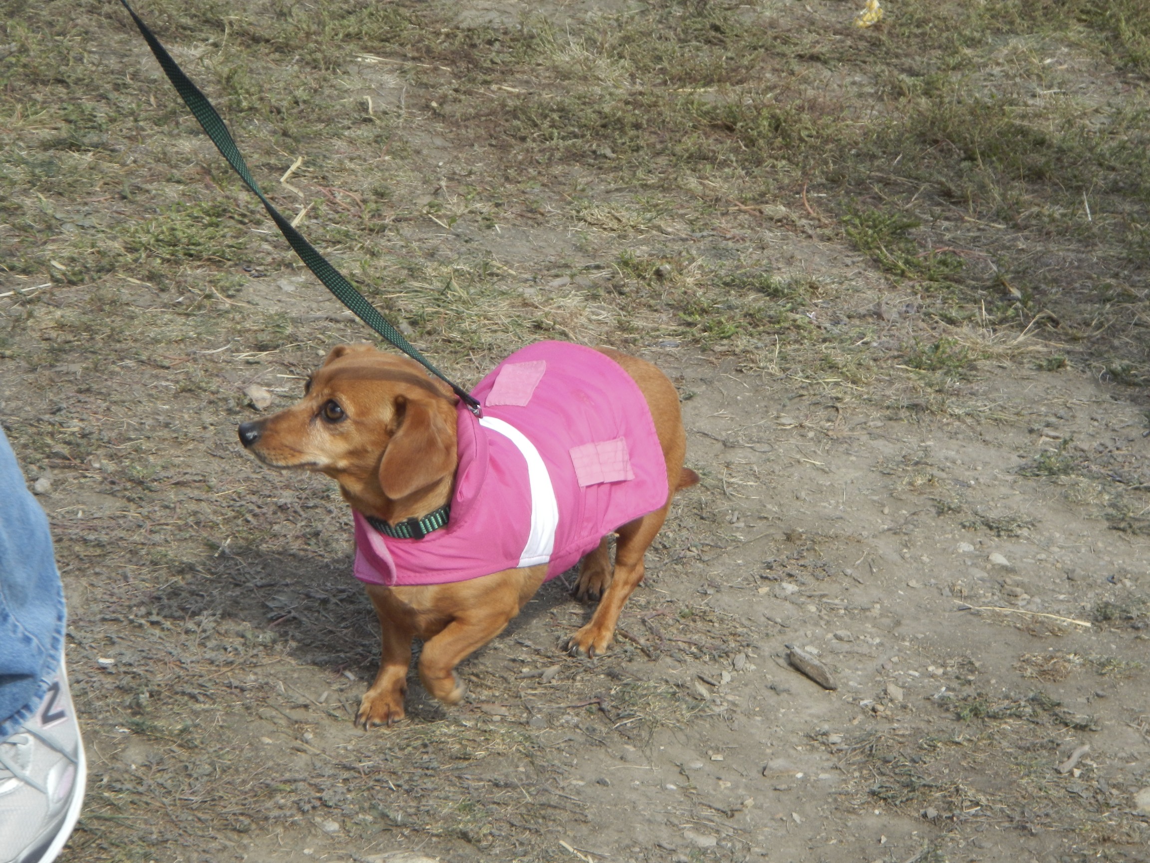 Scarecrow Festival | Dogs | Photos | Costumes | St. Charles Illinois