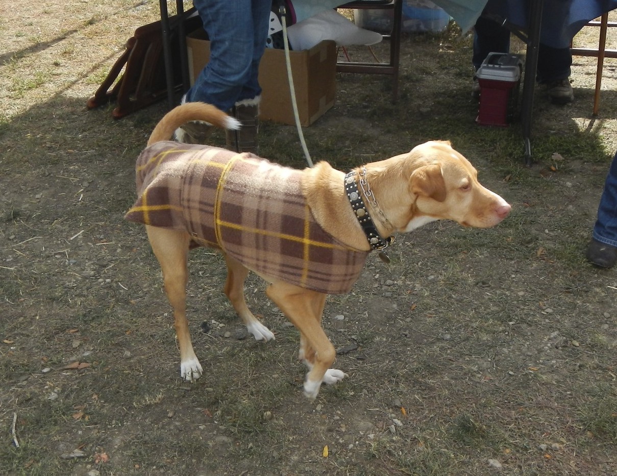 Scarecrow Festival | Dogs | Photos | Costumes | St. Charles Illinois