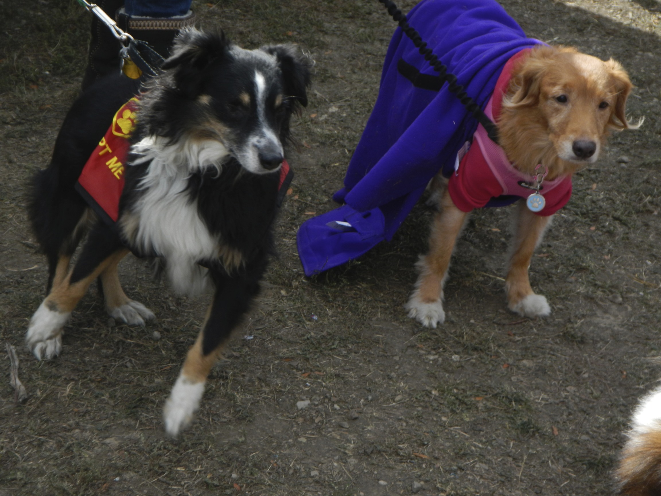 Scarecrow Festival | Dogs | Photos | Costumes | St. Charles Illinois