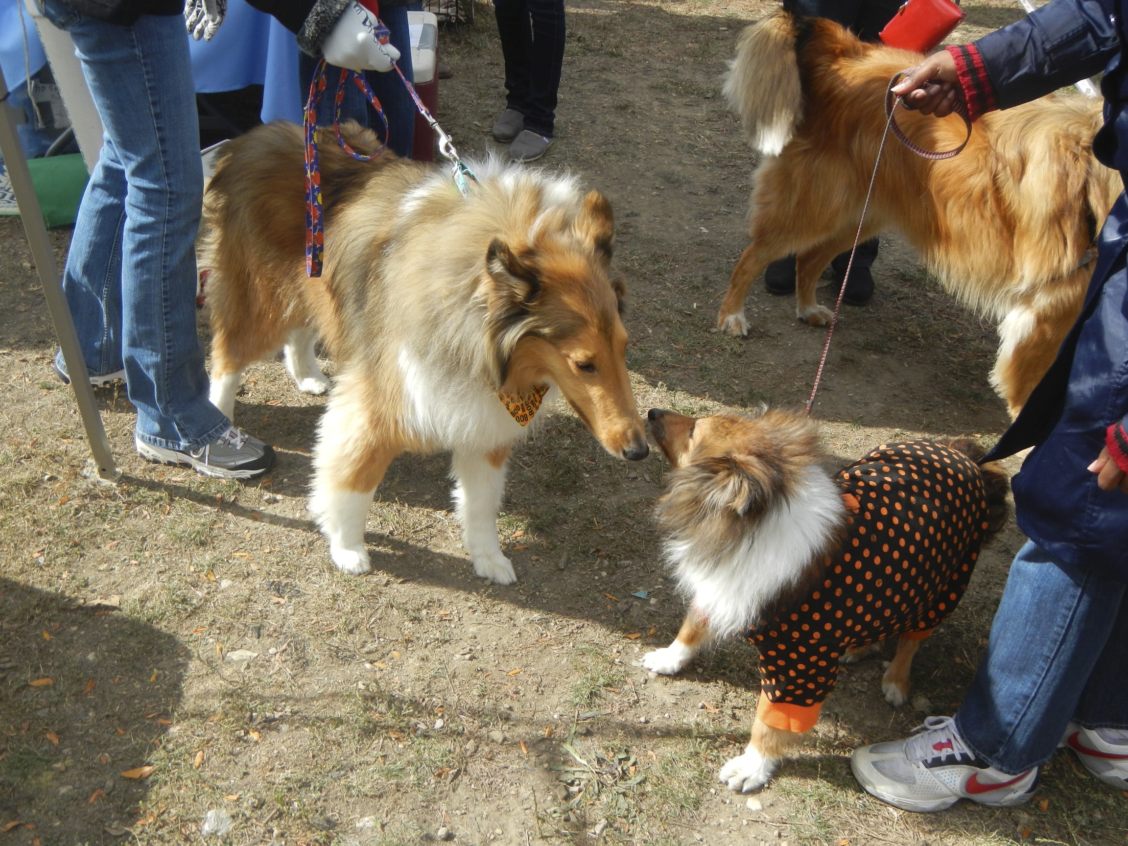 Scarecrow Festival | Dogs | Photos | Costumes | St. Charles Illinois
