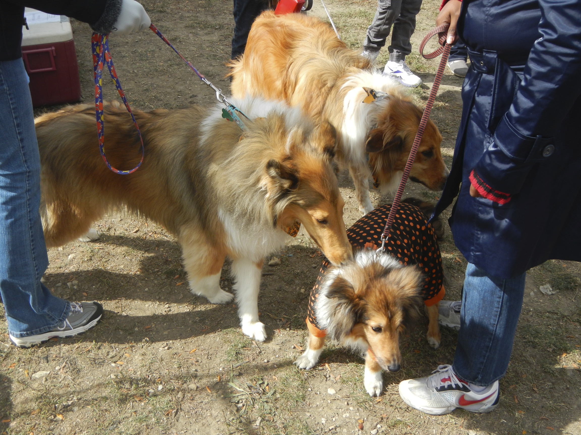 Scarecrow Festival | Dogs | Photos | Costumes | St. Charles Illinois