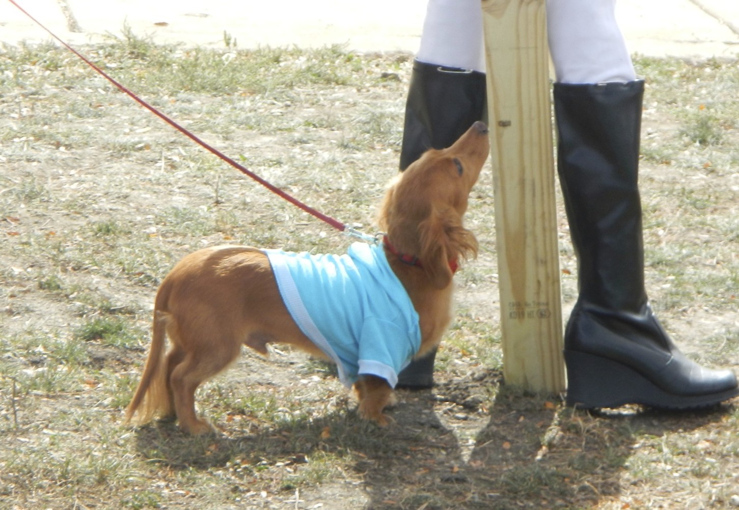 Scarecrow Festival | Dogs | Photos | Costumes | St. Charles Illinois