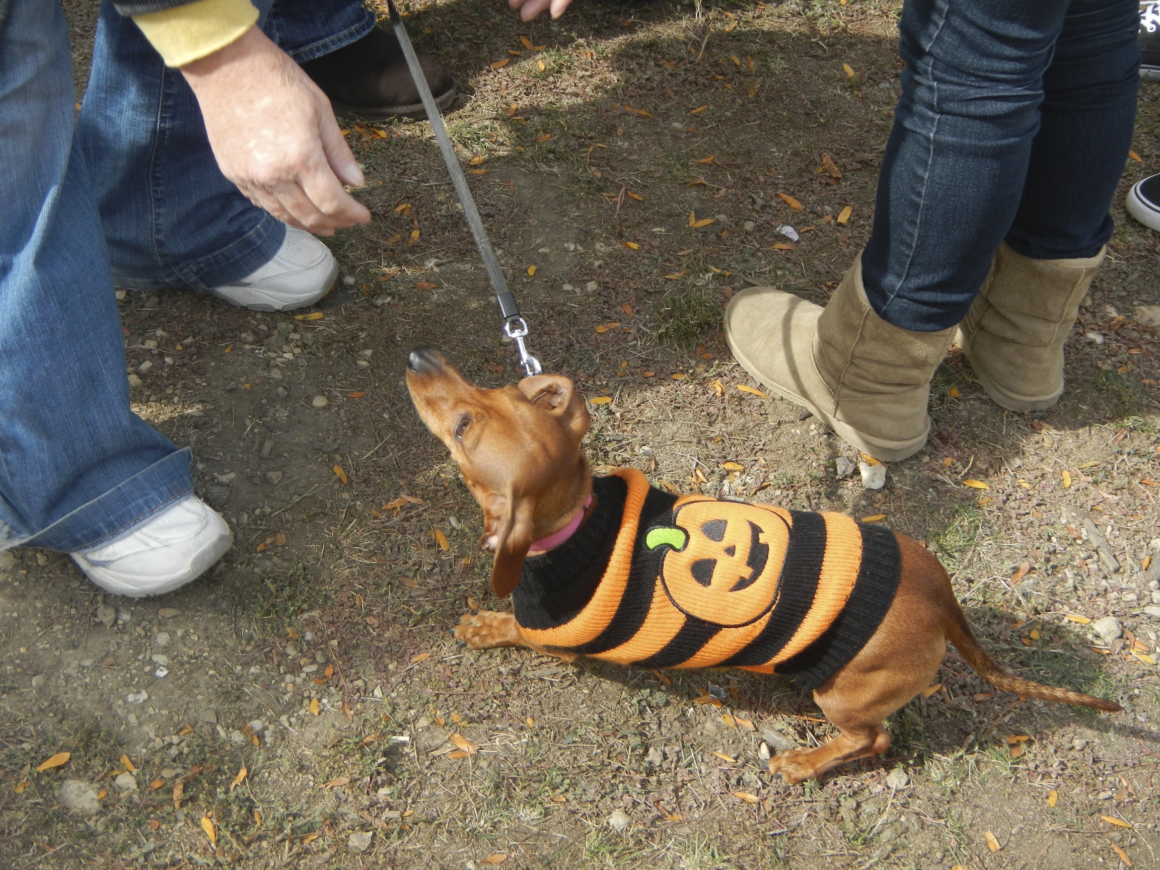 Scarecrow Festival | Dogs | Photos | Costumes | St. Charles Illinois