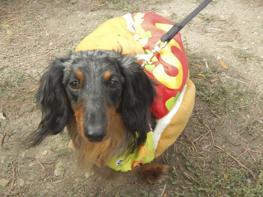 Scarecrow Festival | Dogs | Photos | Costumes | St. Charles Illinois