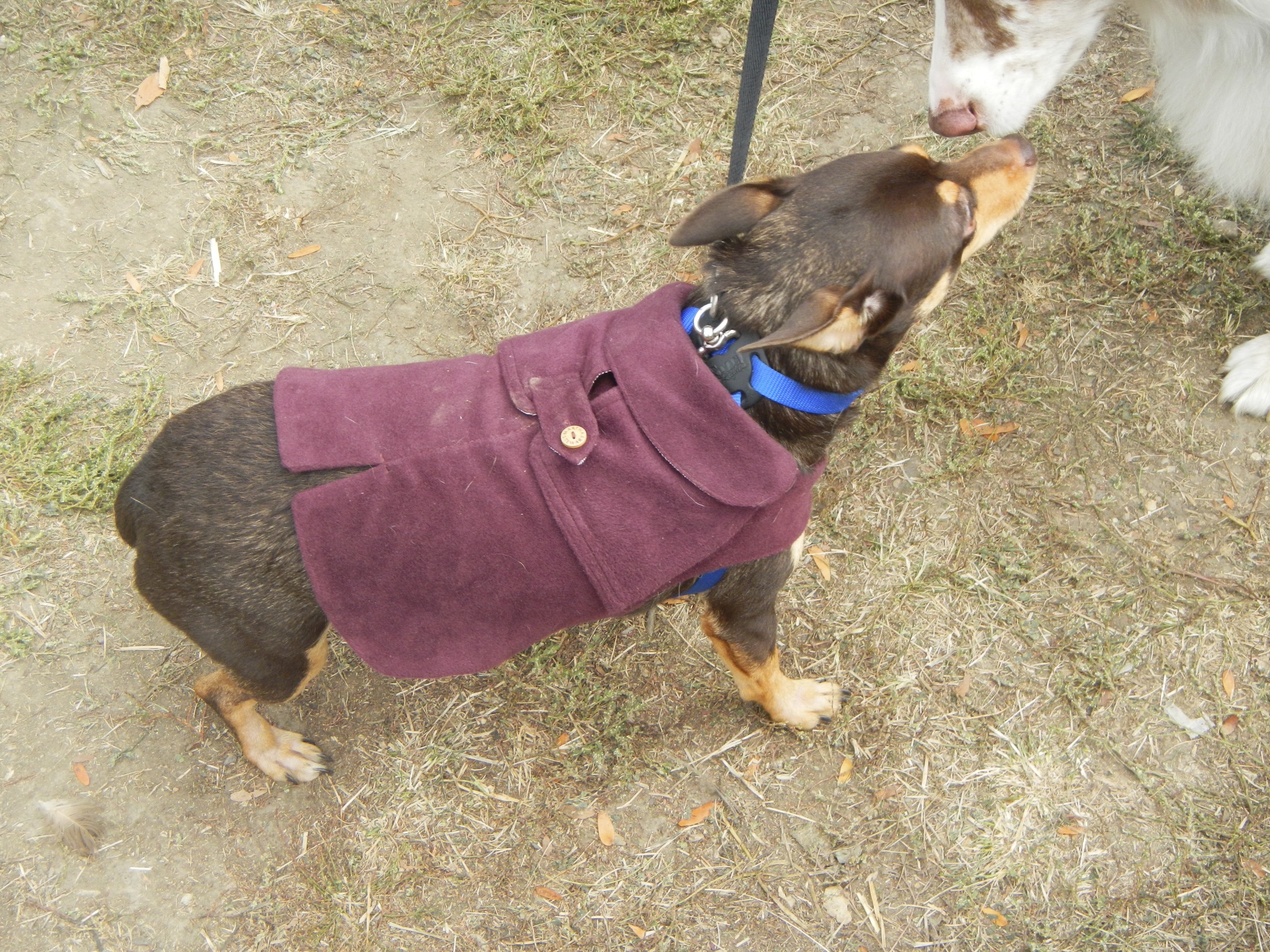 Scarecrow Festival | Dogs | Photos | Costumes | St. Charles Illinois