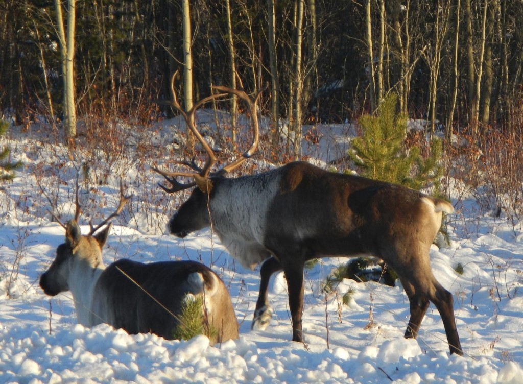 Reindeer | Caribou Photo | Yukon | North Pole | Canada | Santa