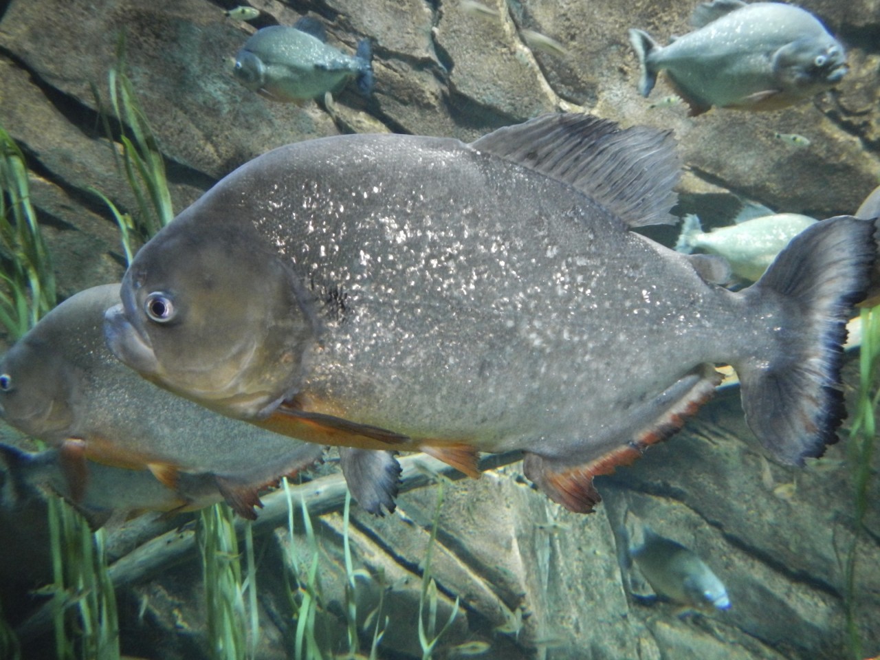 Visiting the Georgia Aquarium In Atlanta | Review | Guide