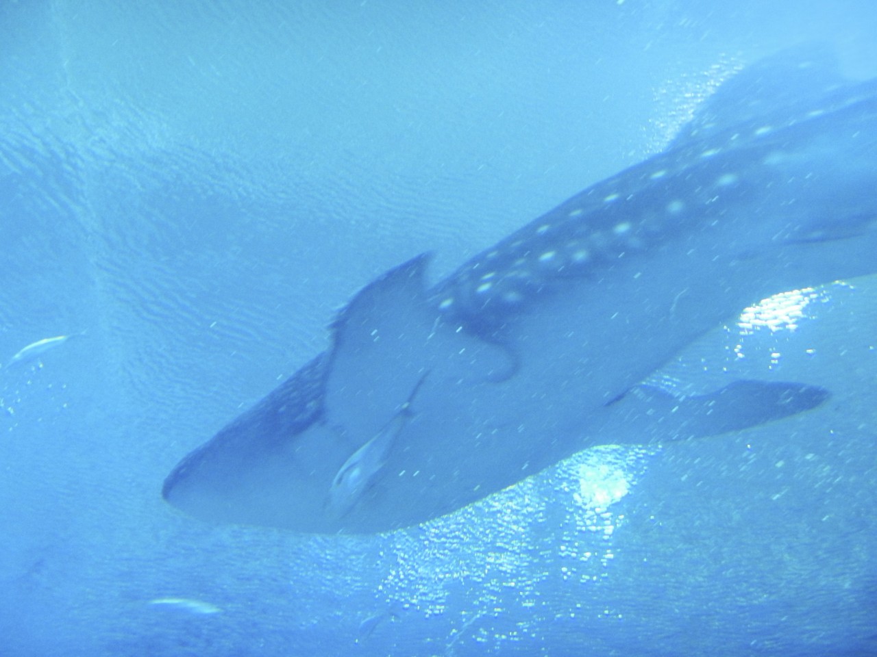 Visiting the Georgia Aquarium In Atlanta | Review | Guide