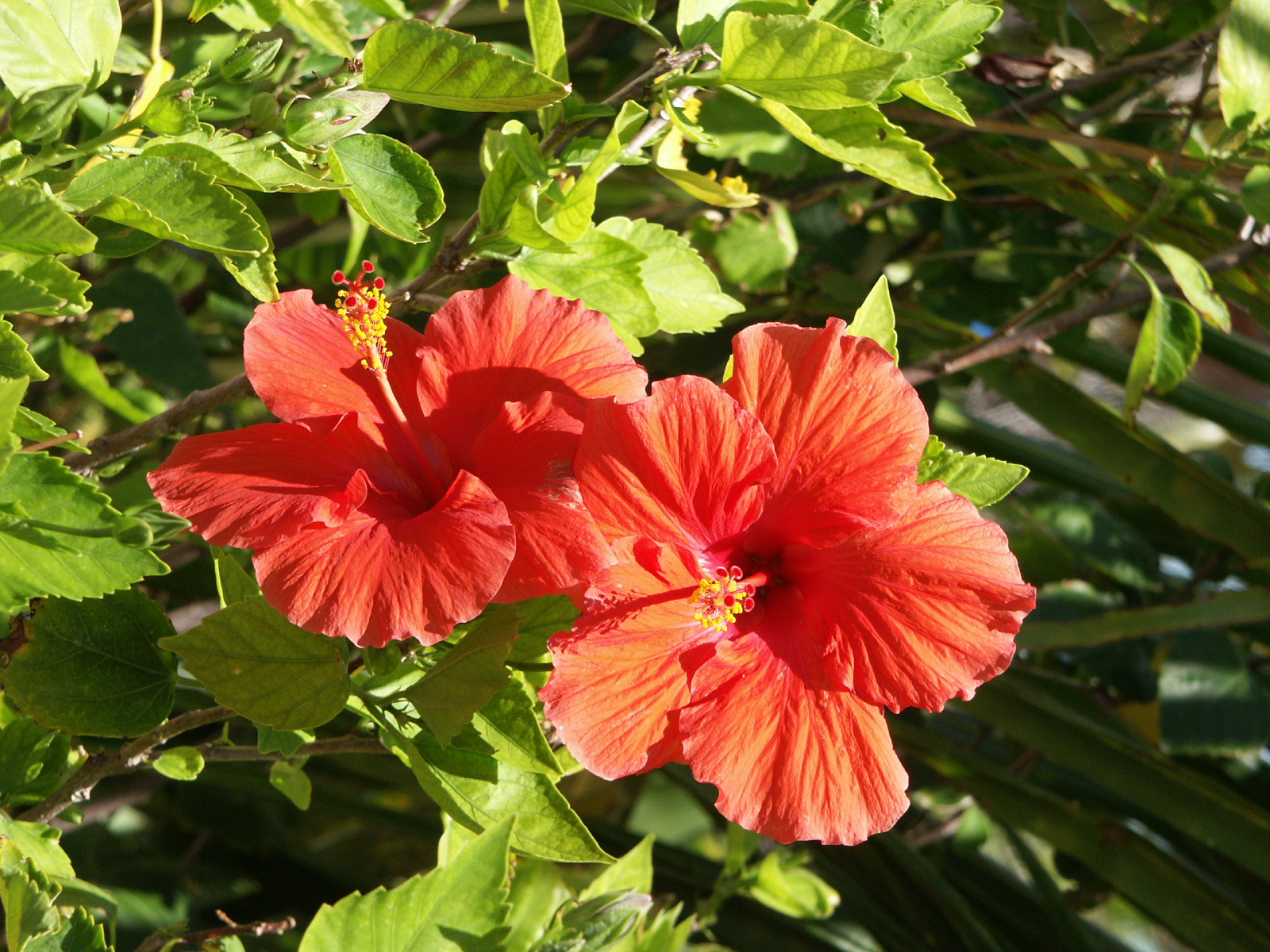 Pictures Of National Flower Trinidad And Tobago | Best Flower Site