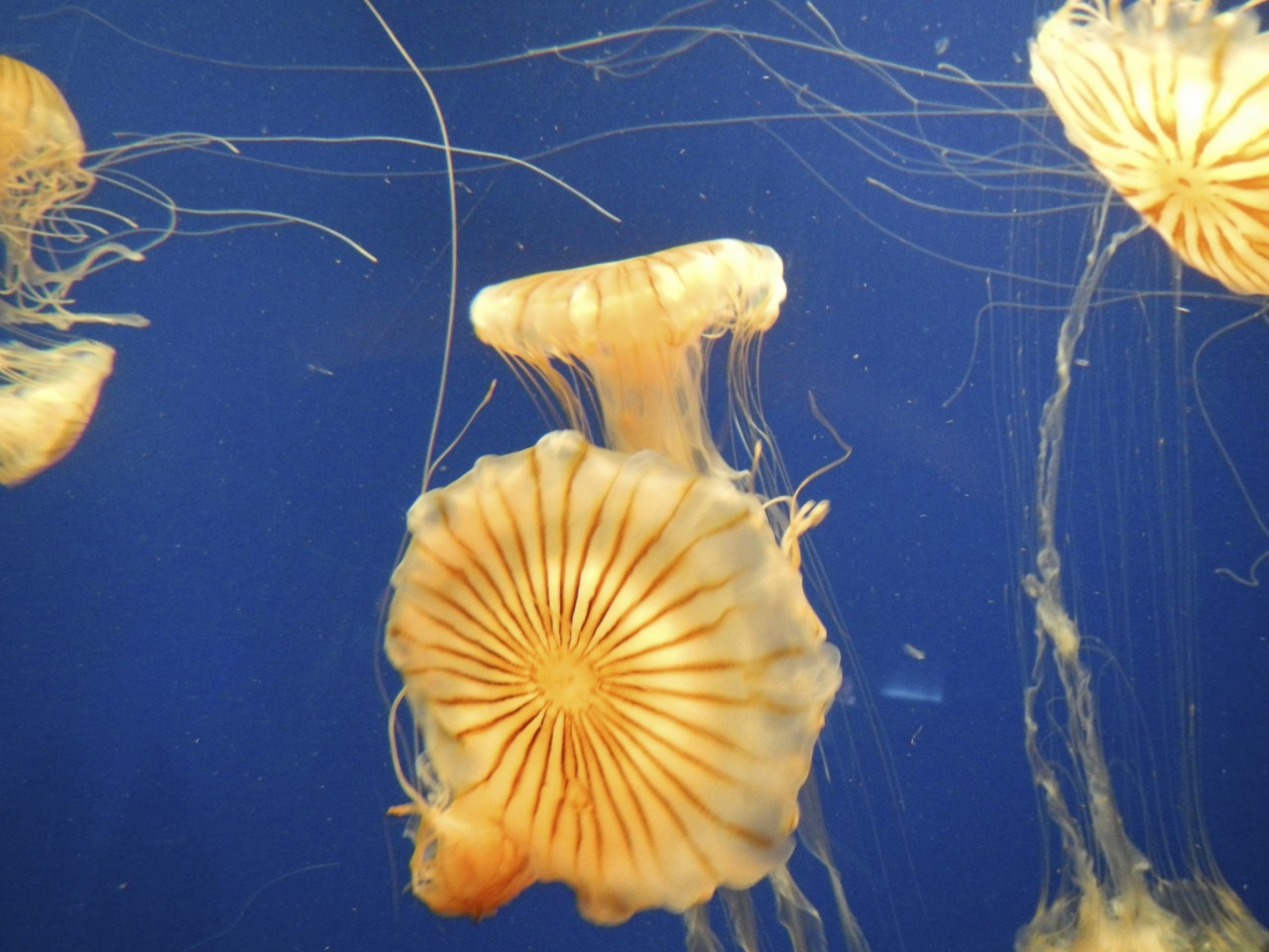 Visiting the Georgia Aquarium In Atlanta | Review | Guide