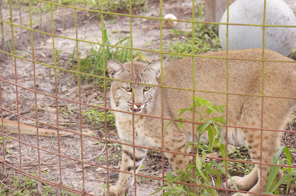 Big Cat Rescue Review| Tampa, FL | Coupon |Things to Do