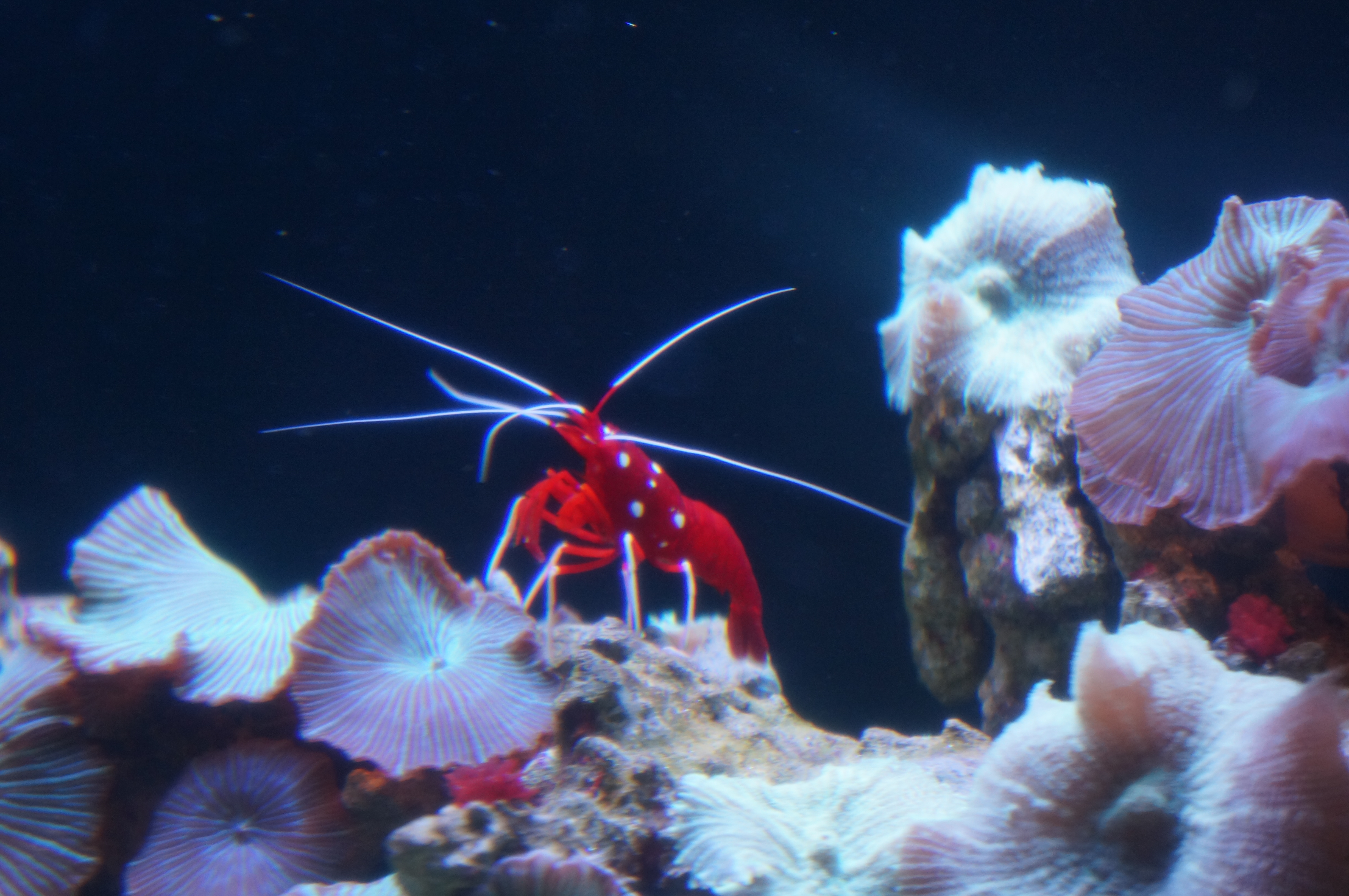 The Florida Aquarium - An Exciting Day in Tampa Bay