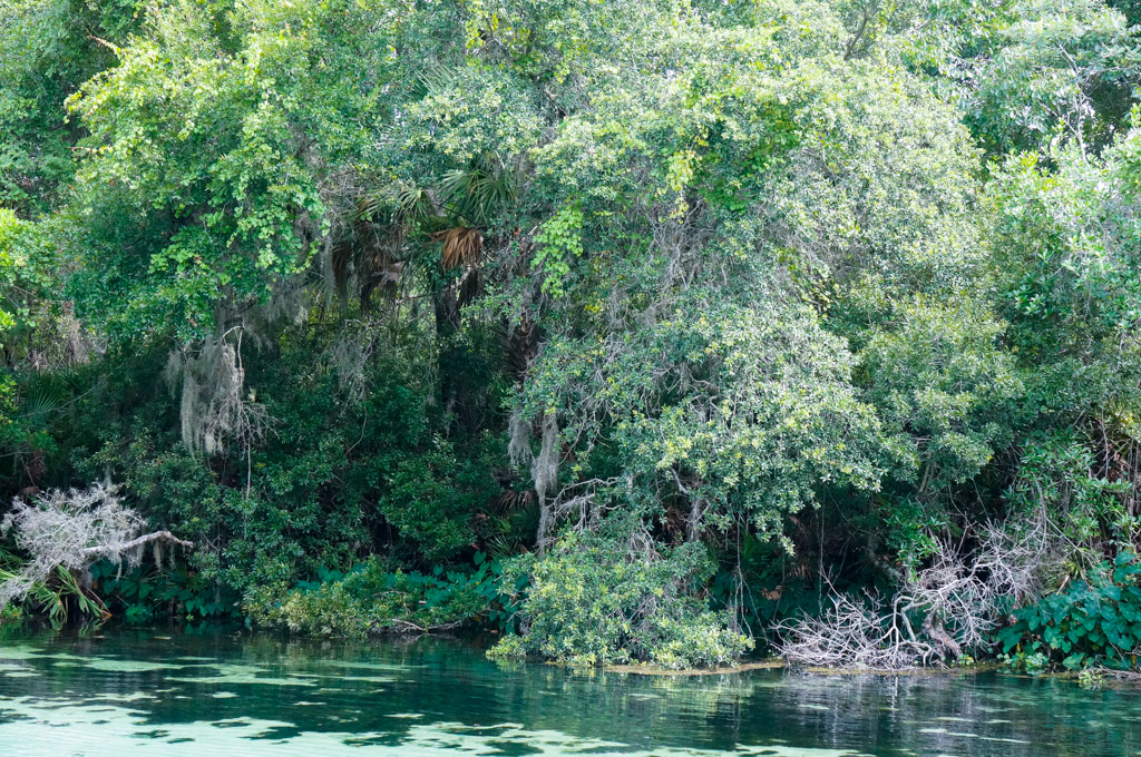 Mermaids Do Exist at Weeki Wachee Springs State Park!