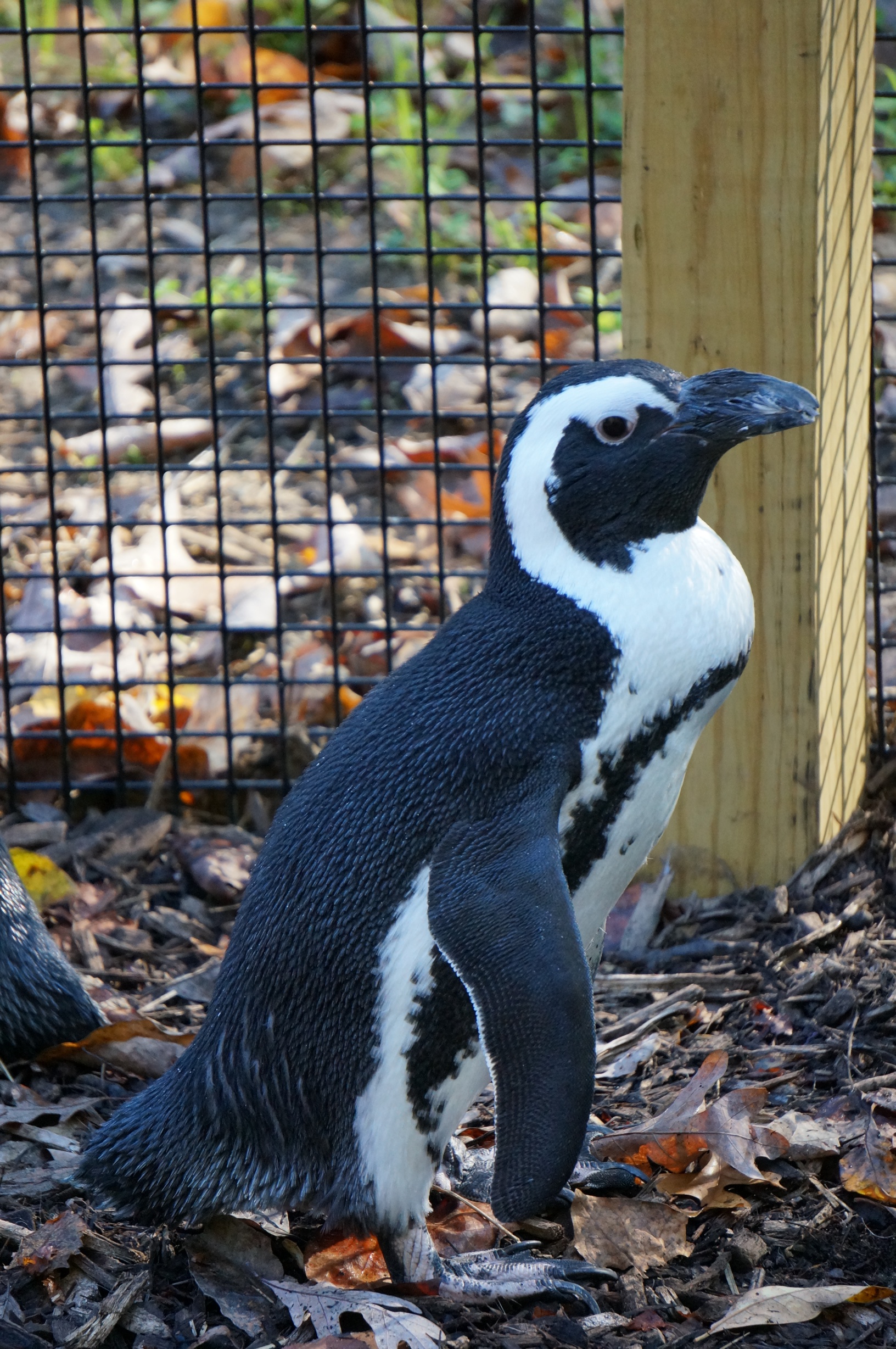 Going Wild! A Review of the Maryland Zoo in Baltimore