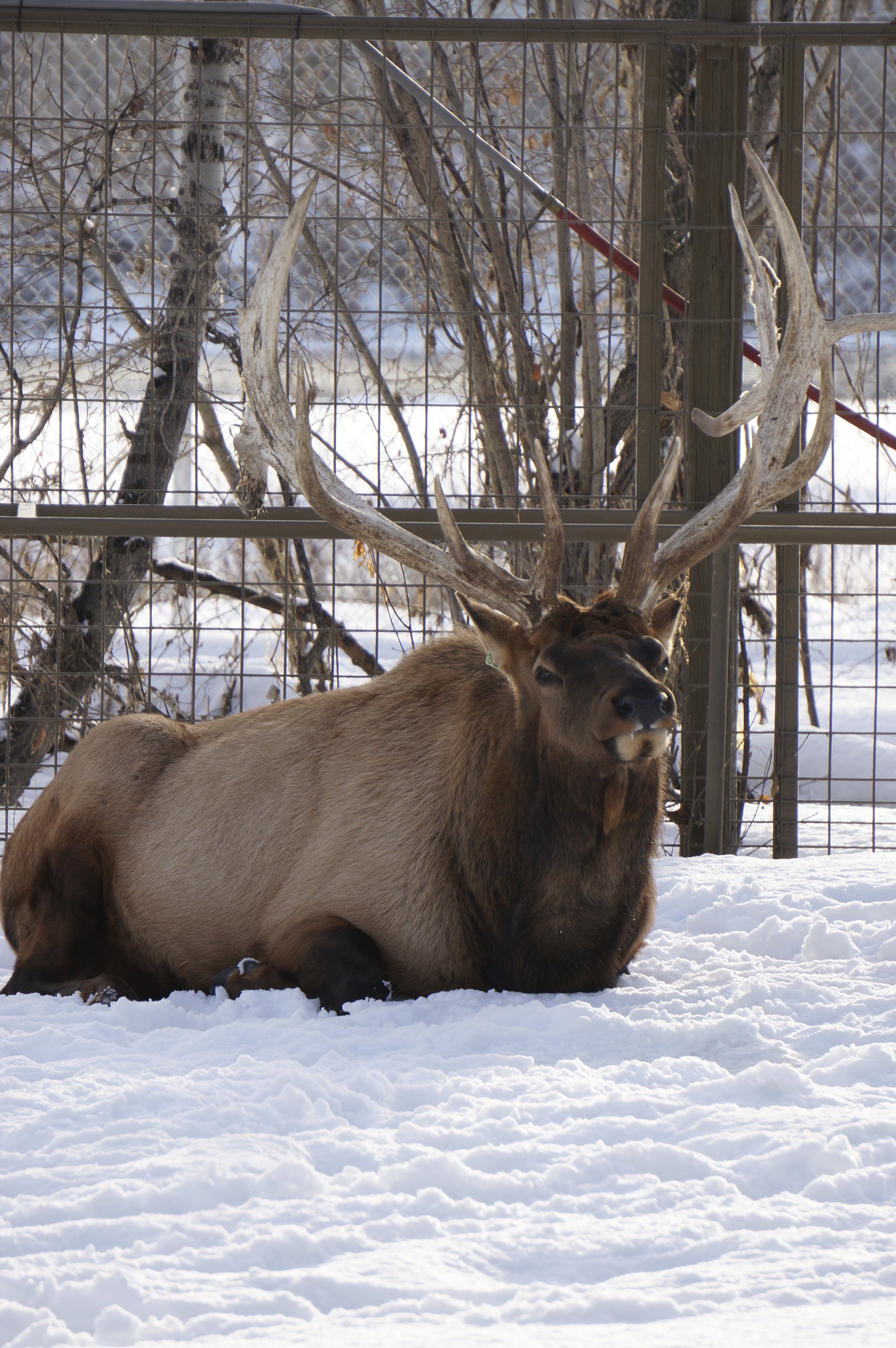 Calgary Zoo Flooded to Flourishing