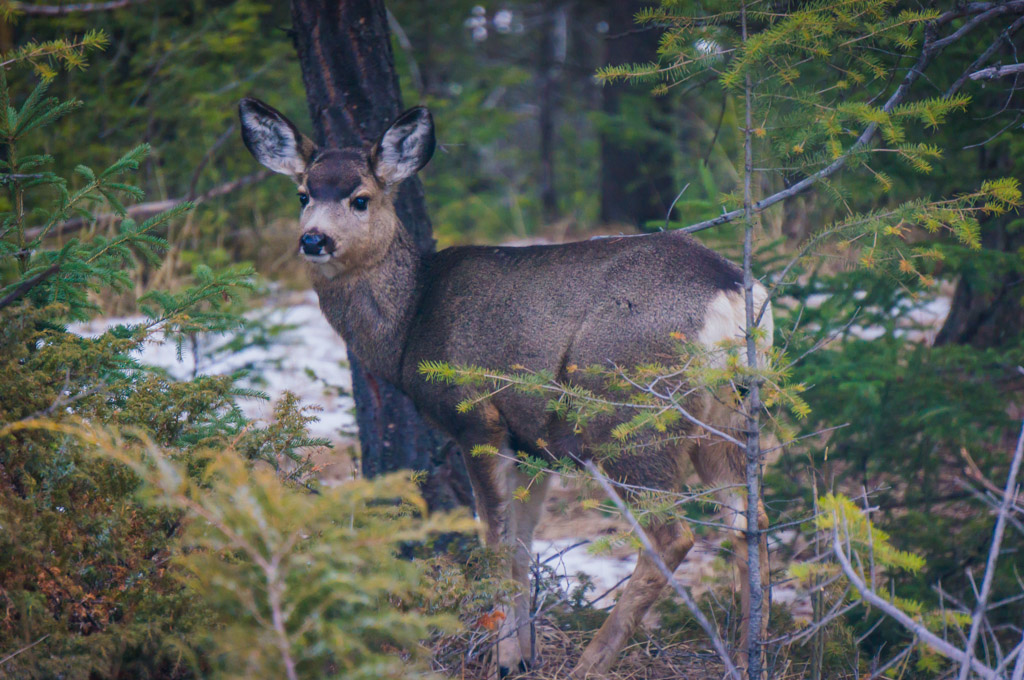 Photos from our Wildlife Tour of Jasper National Park Alberta