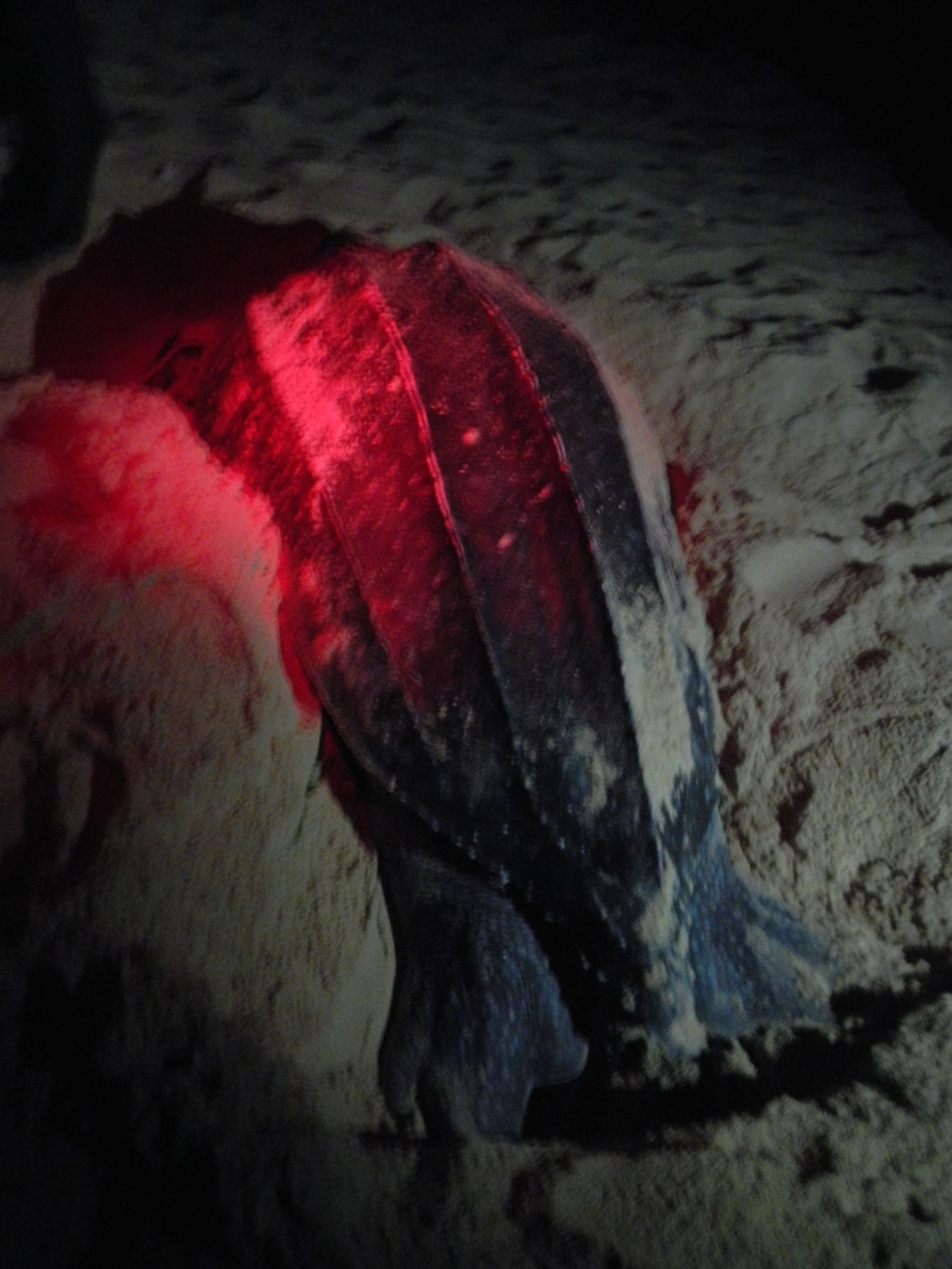 Leatherback Turtles of Trinidad - Conservation of a Prehistoric Giant