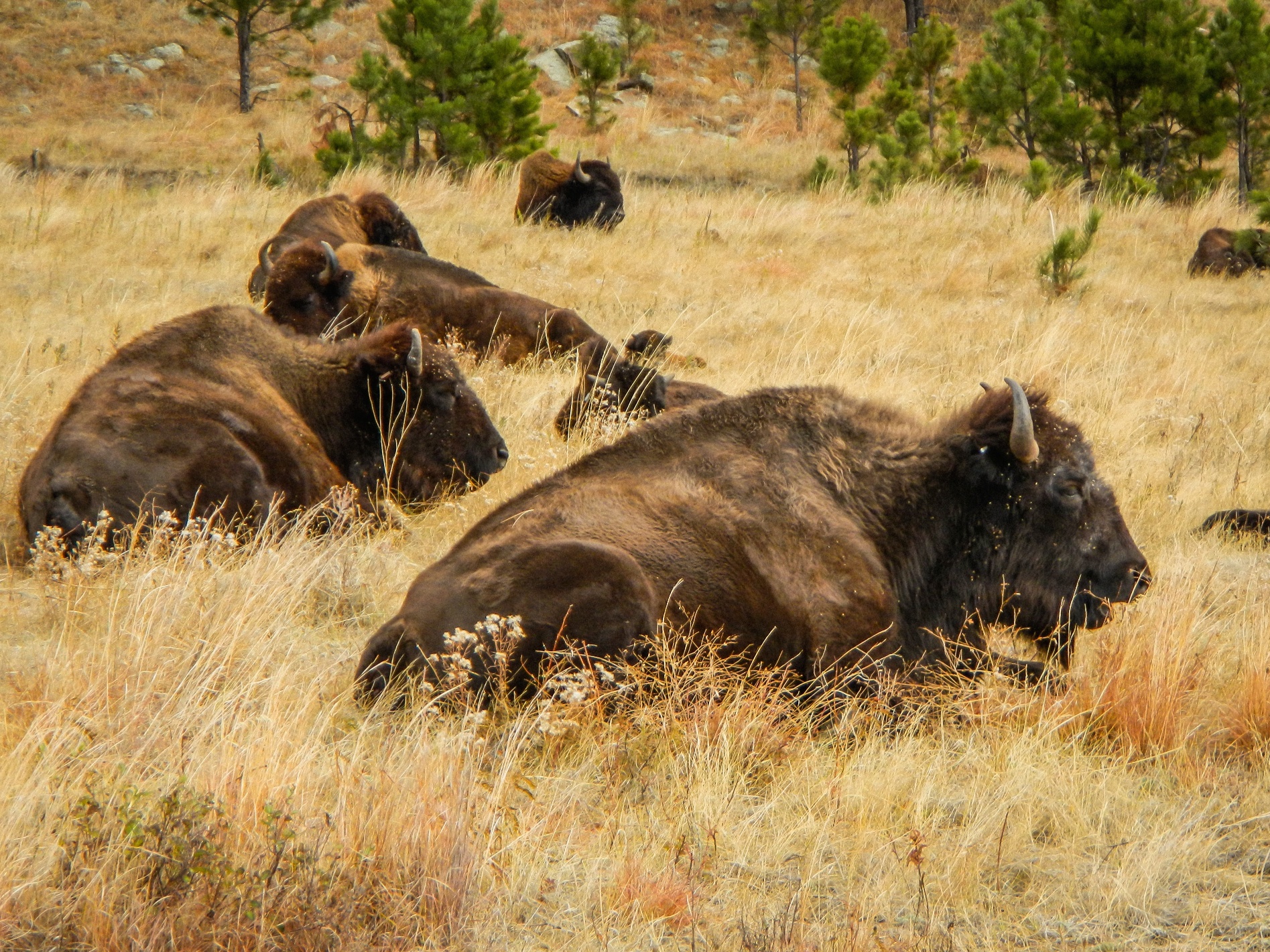 20 Wildlife Photos | Best Wildlife Photos North America