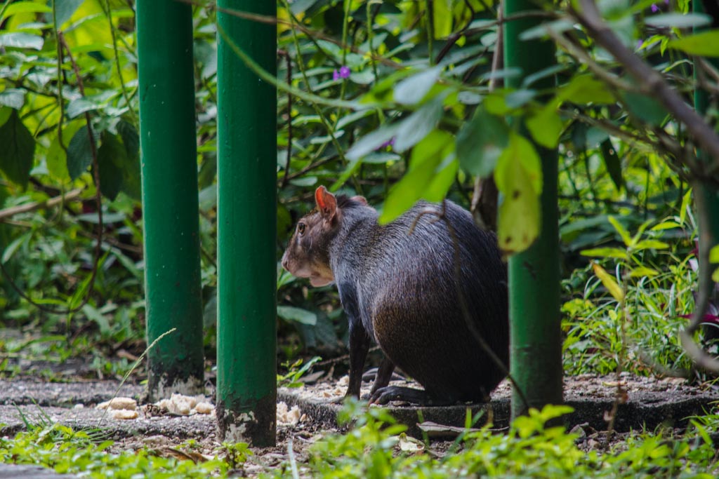 Asa Wright Nature Centre & Bird Sanctuary Trinidad & Tobago