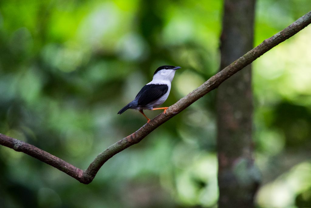 Asa Wright Nature Centre & Bird Sanctuary Trinidad & Tobago