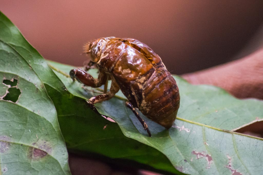 Asa Wright Nature Centre & Bird Sanctuary Trinidad & Tobago