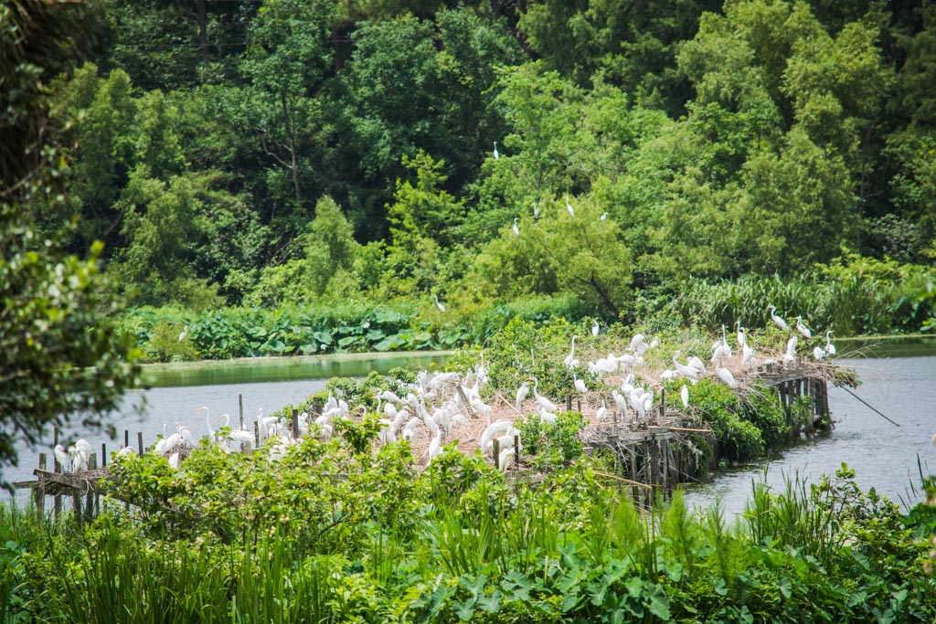Tabasco Factory Tour Review | Avery Island | Jungle Gardens